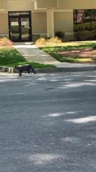 Bird Tauntingly Swoops Over Cat Walking in Neighborhood But He Struts ...