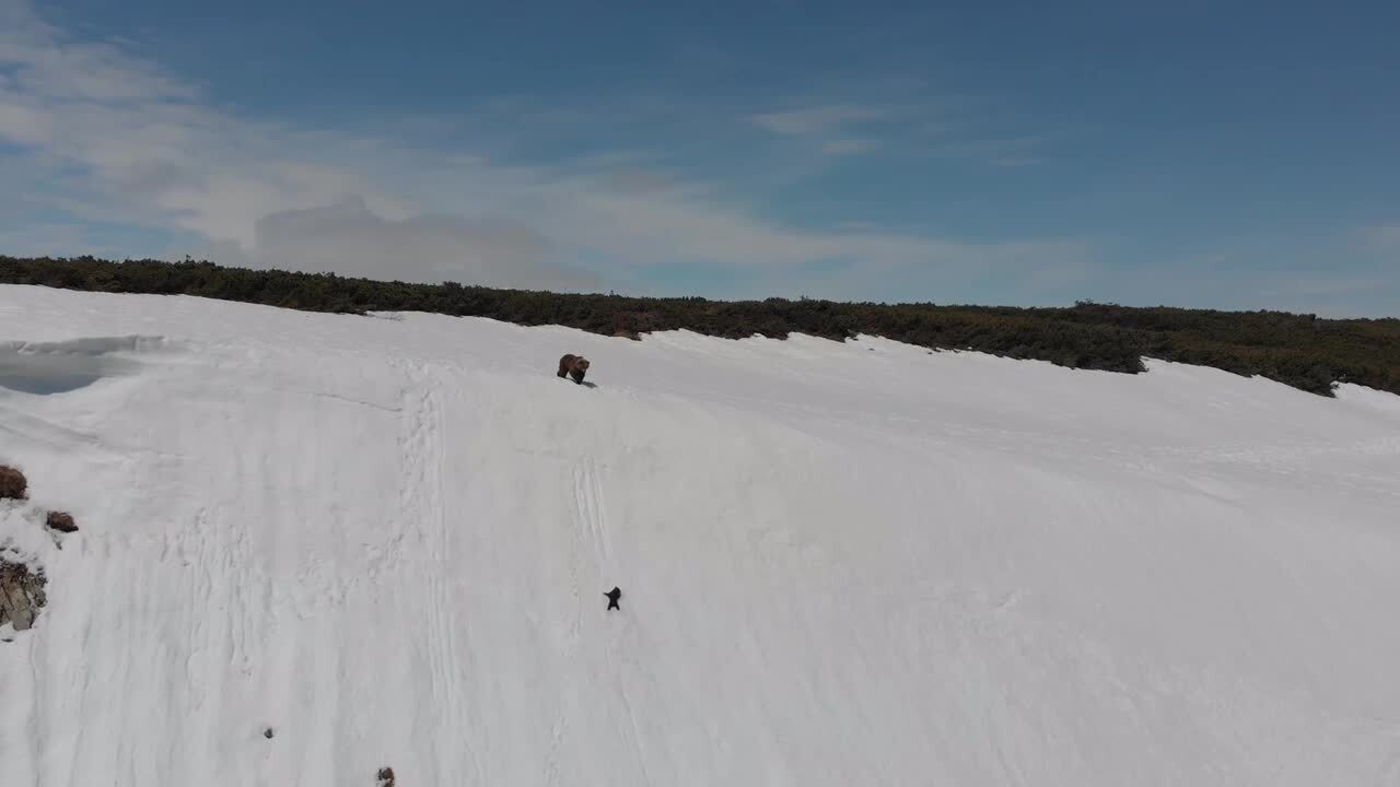 Fallen Bear Cub Climbs Back to Mama | Jukin Licensing