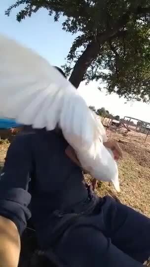 Goose Gives Warm Hug to Owner | Jukin Licensing