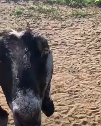 Impatient Goat Screams While Waiting for Her Turn to Be Milked | Jukin ...
