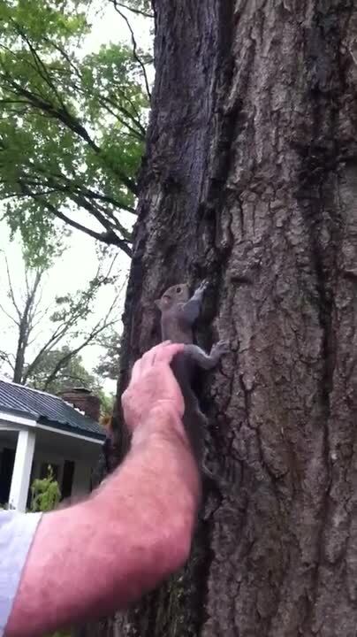Releasing Squirrel Goes Very Wrong | Jukin Licensing
