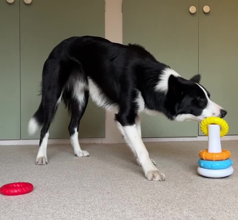 Border Collie Stacks Rings Onto Toy Tower | Jukin Licensing