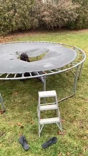 Guy Trying to Jump Falls on Ground as Trampoline Rips Hard From Center ...