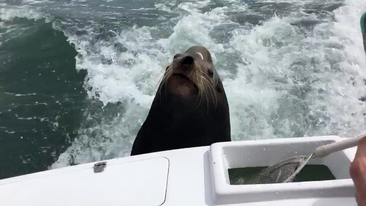 Sea Lion Catches Ride on Boat for Free Snacks | Jukin Licensing