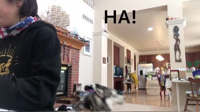 Dog Howls And Barks For Owner's Attention While He Plays Piano | Jukin ...