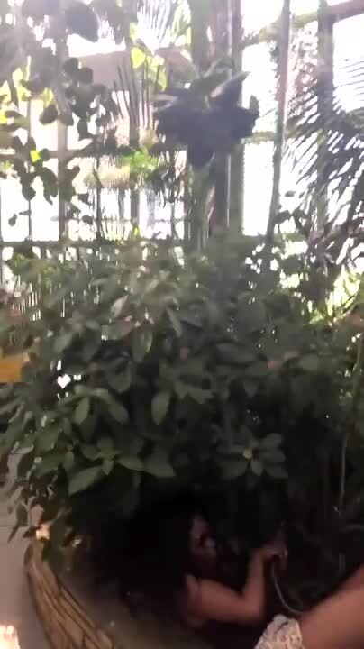 Woman Falls While Hanging From Tree as Vine Snaps | Jukin Licensing