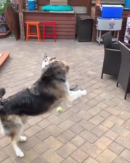 Dogs Repeatedly Fail to Catch Balls Thrown Towards Them | Jukin Licensing