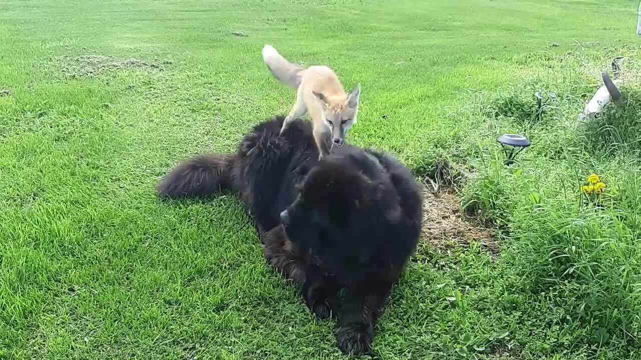 Fox Makes Friends with Huge Dog | Jukin Licensing