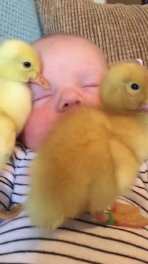 Ducklings Snuggle With Baby | Jukin Licensing