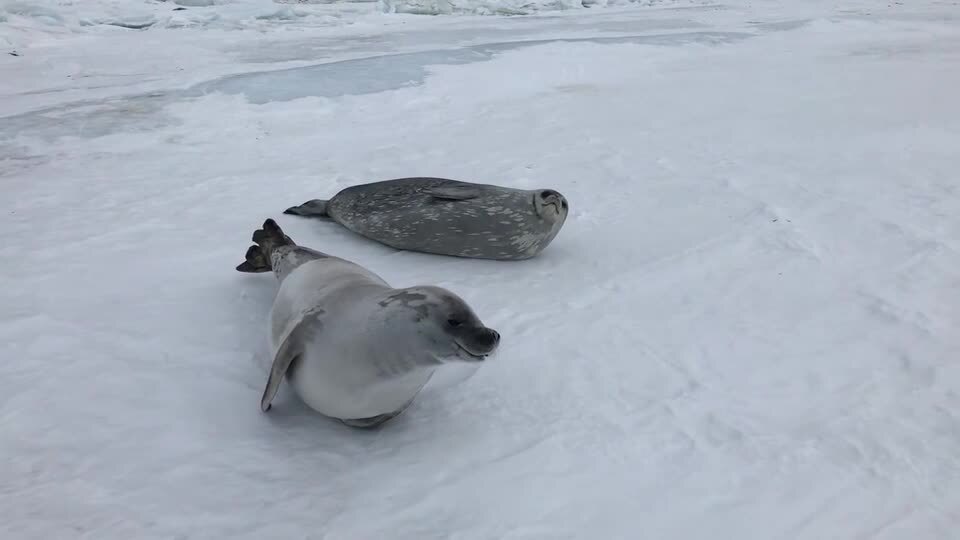Seal Bites Another Seal's Hind Flippers While It was Sleeping | Jukin ...