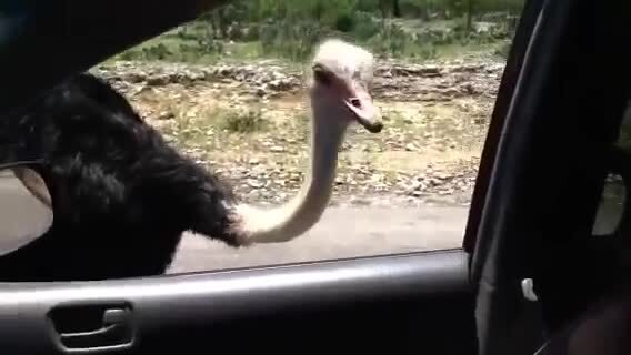 Ostrich Attacks Passenger in Car | Jukin Licensing