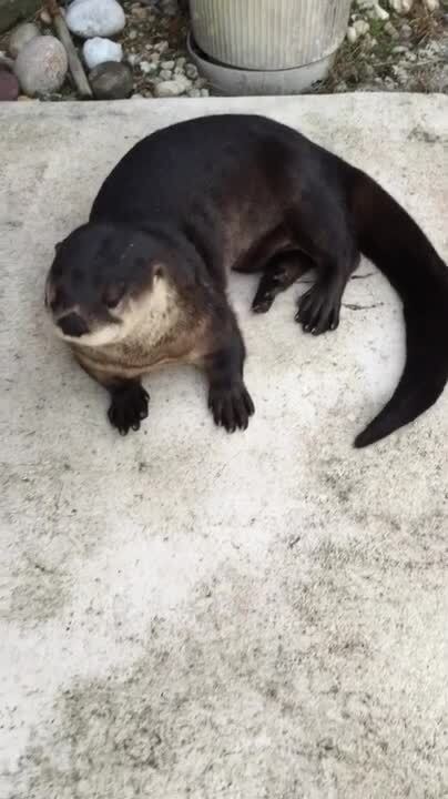 I Don't Speak Otter, Sorry | Jukin Licensing