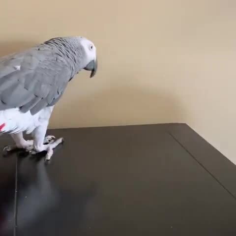 African Grey Parrot Imitates Owner While Playing Peek-a-Boo | Jukin ...