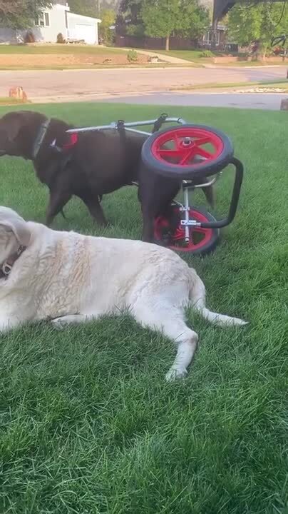 Labrador in Wheelchair Falls Over Onto Grass | Jukin Licensing