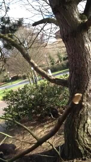 Tree Climber Falls when Branch Snaps | Jukin Licensing