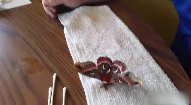 Emergency Butterfly Surgery | Jukin Licensing