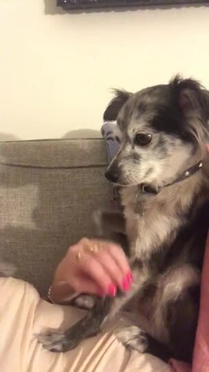 Dog Doesn't Want Owner To Stop Scratching His Chest | Jukin Licensing