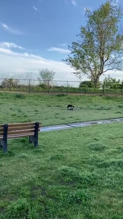 Dog Adorably Pounces on Girl as She Falls on Ground While Running Away ...