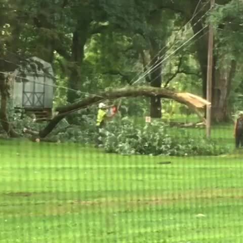 Giant Tree Branch Hits Man's Head | Jukin Licensing