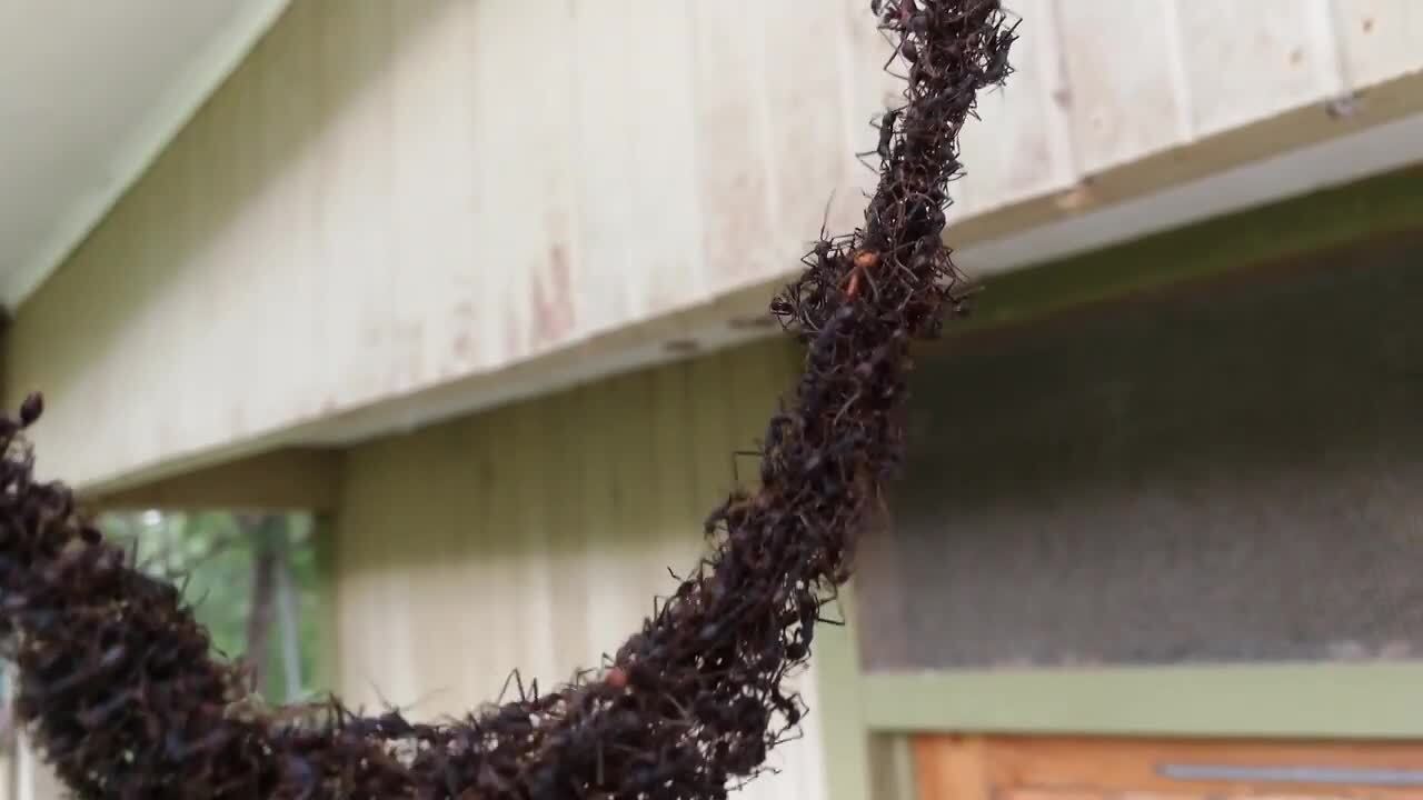 Army Ants Build Bridge to Invade Wasp Nest | Jukin Licensing