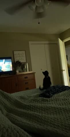 Kitten Falls Off Bed While Attempting to Grab Ceiling Fan String ...