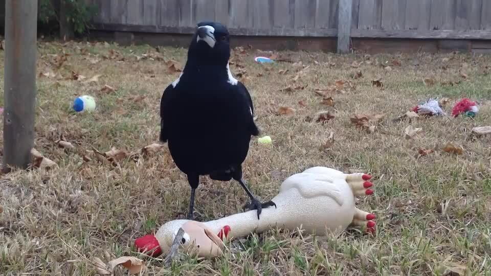 Angry Australian Magpie Beats Toy Chicken With Stick | Jukin Licensing