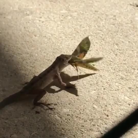 Moth Flaps Wings and Flies Away With Lizard While Being Caught in its ...