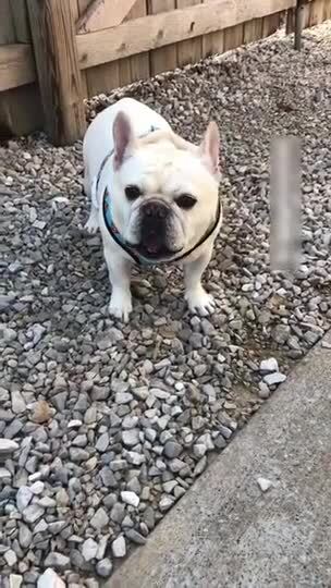 Angry French Bulldog Barks to Show His Disapproval at Leaving Dog Park ...