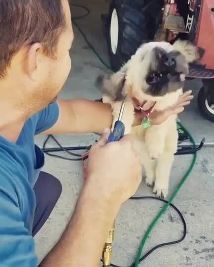 Dog Attempts to Bite Air Coming From Air Compressor | Jukin Licensing