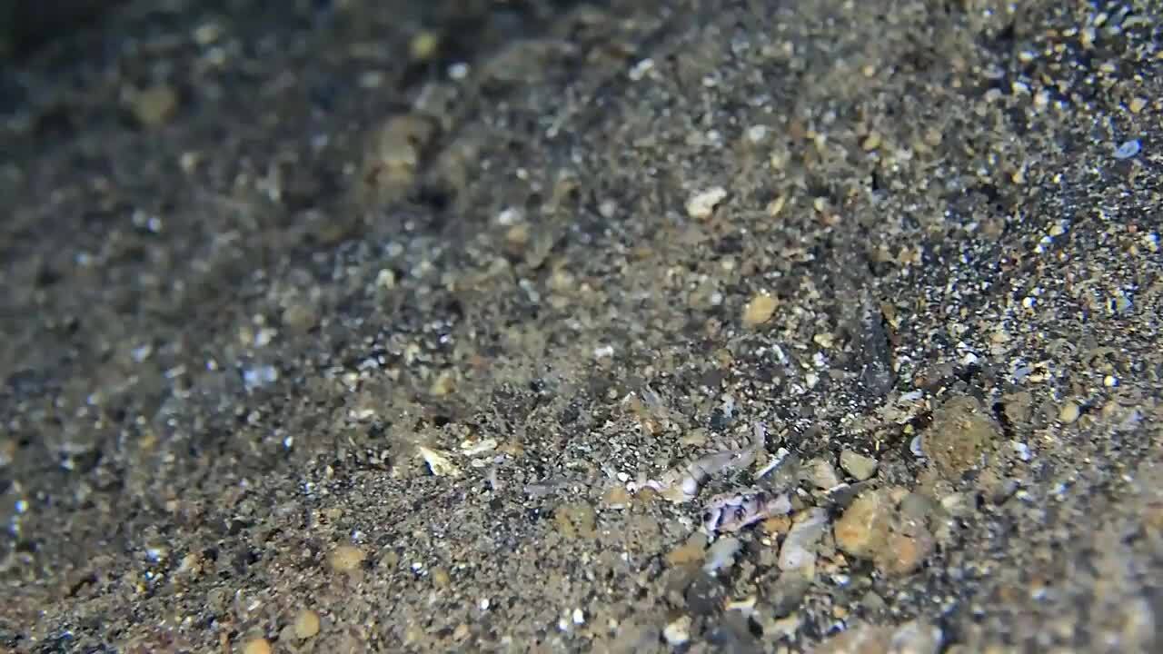 Bobbit Worm Hunting Fish | Jukin Licensing