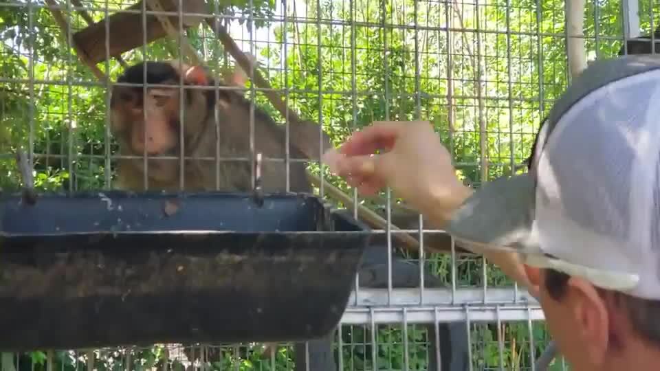 Monkey Looks Devastated After Dropping Cookie Handed by Human | Jukin ...