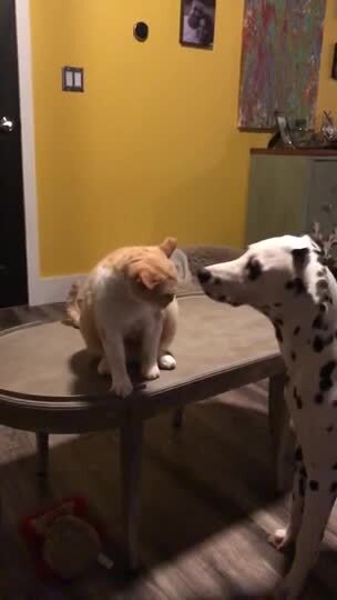 Cat Slaps Dog Multiple Times While She Tries to Befriend Him | Jukin ...