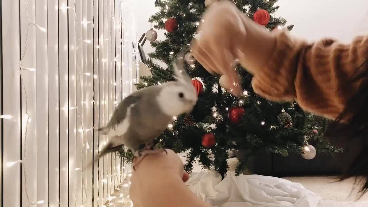 Cockatiel Shows-off Cool Tricks With Owner | Jukin Licensing