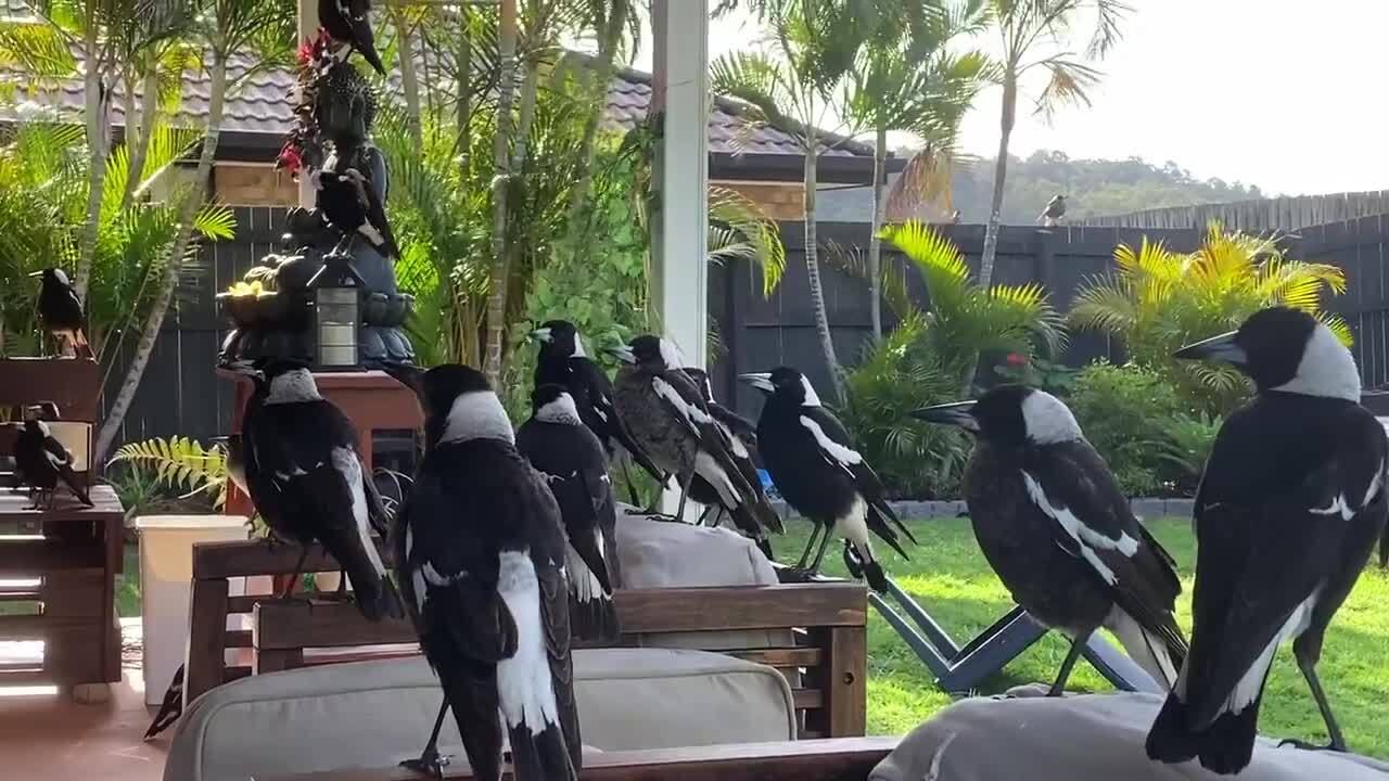 Flock of Magpies Make Themselves at Home | Jukin Licensing