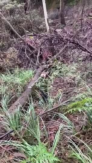 Girl Walking on Tree Trunk Slips and Falls Hard on Back | Jukin Licensing