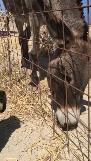 Pet Pug Curious about Donkey | Jukin Licensing
