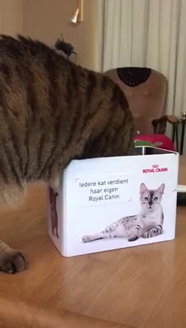 Cat Tries To Eat Treats From Box And Falls Off Table | Jukin Licensing