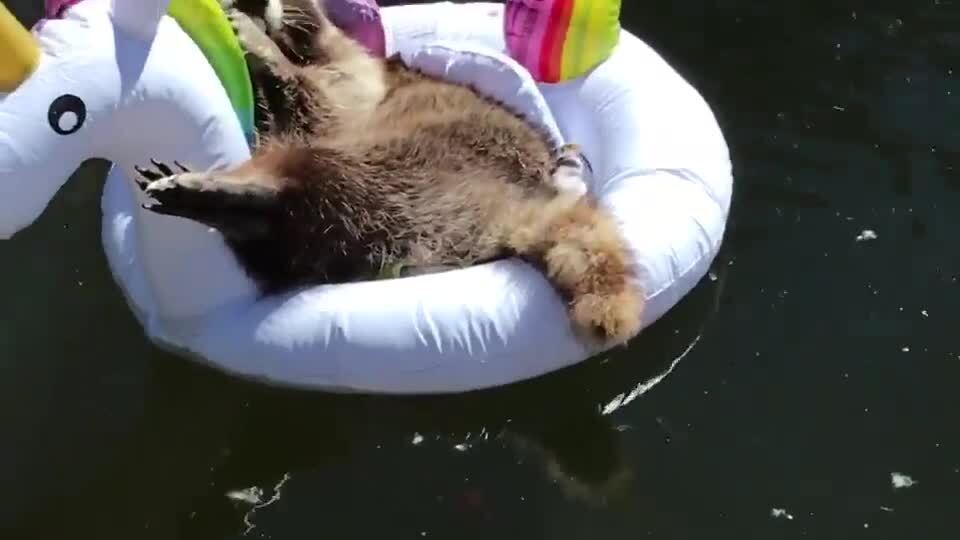 Raccoon Floats and Eats Ice Cream On Inflated Unicorn Floater | Jukin ...