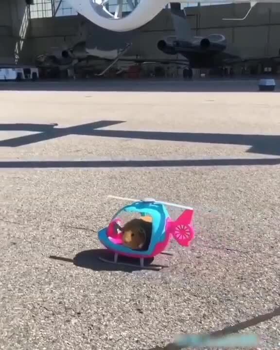 Little Hamster Adorably Rides Plastic Helicopter Toy | Jukin Licensing