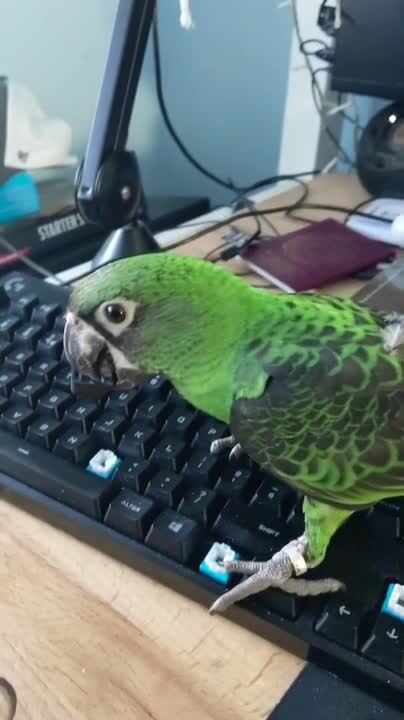 Parrot Provides Tech Support | Jukin Licensing