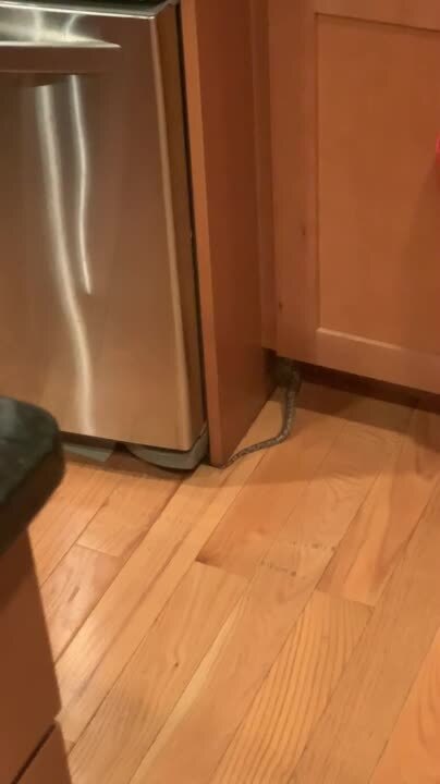 Snakes Slither Into Kitchen Cabinet | Jukin Licensing