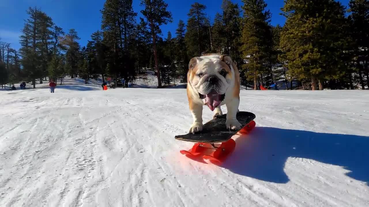 Pet Dog Goes Snowboarding | Jukin Licensing