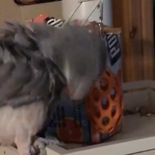 Parrot Dances and Imitates Owner | Jukin Licensing