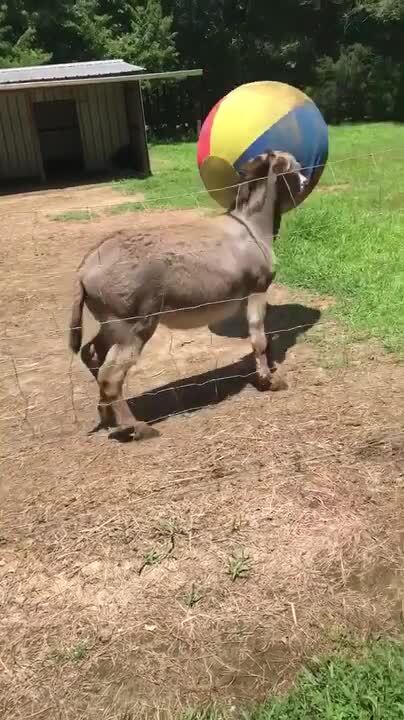 Donkey Has One Ball | Jukin Licensing