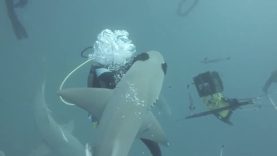 Shark Hugs Scuba Diver | Jukin Licensing