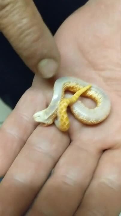 Baby Snake Playing Dead Fresh From Egg | Jukin Licensing