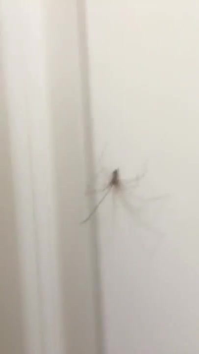 Spider Swings Into Man's Mouth When He Gets Very Close | Jukin Licensing