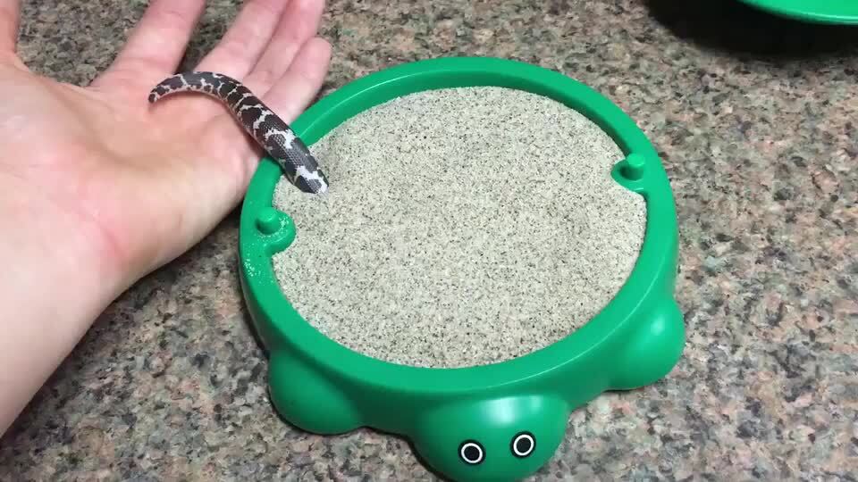 Snake Plays in New Sandbox | Jukin Licensing