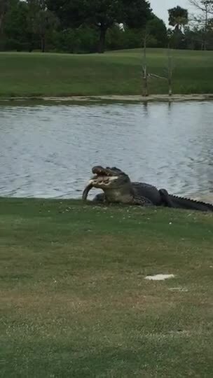 Alligator Eats Fish on Golf Course | Jukin Licensing