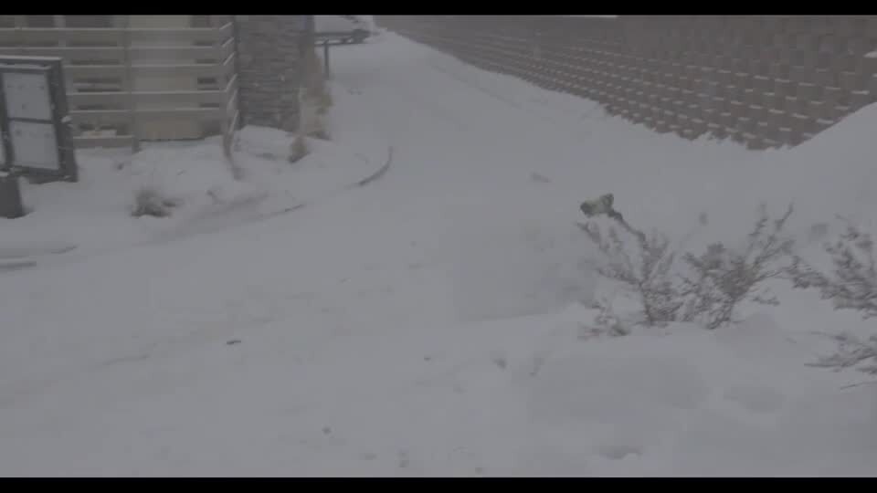 Guy Faceplants Into Snow After Jumping Off Rail While Skiing | Jukin ...
